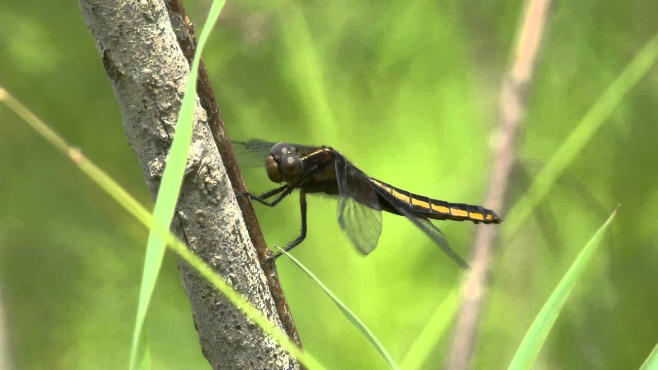 Dragonflies - YouTube