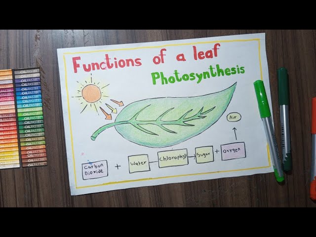 Leaf Diagram Photosynthesis