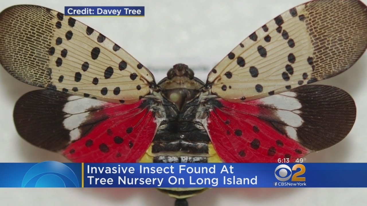 Invasive Insect Found On Long Island - YouTube