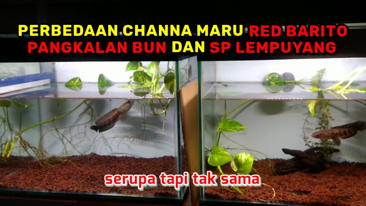 PERBEDAAN CHANNA MARU RED BARITO DENGAN RED PANGKALAN BUN DAN RED MARU ...