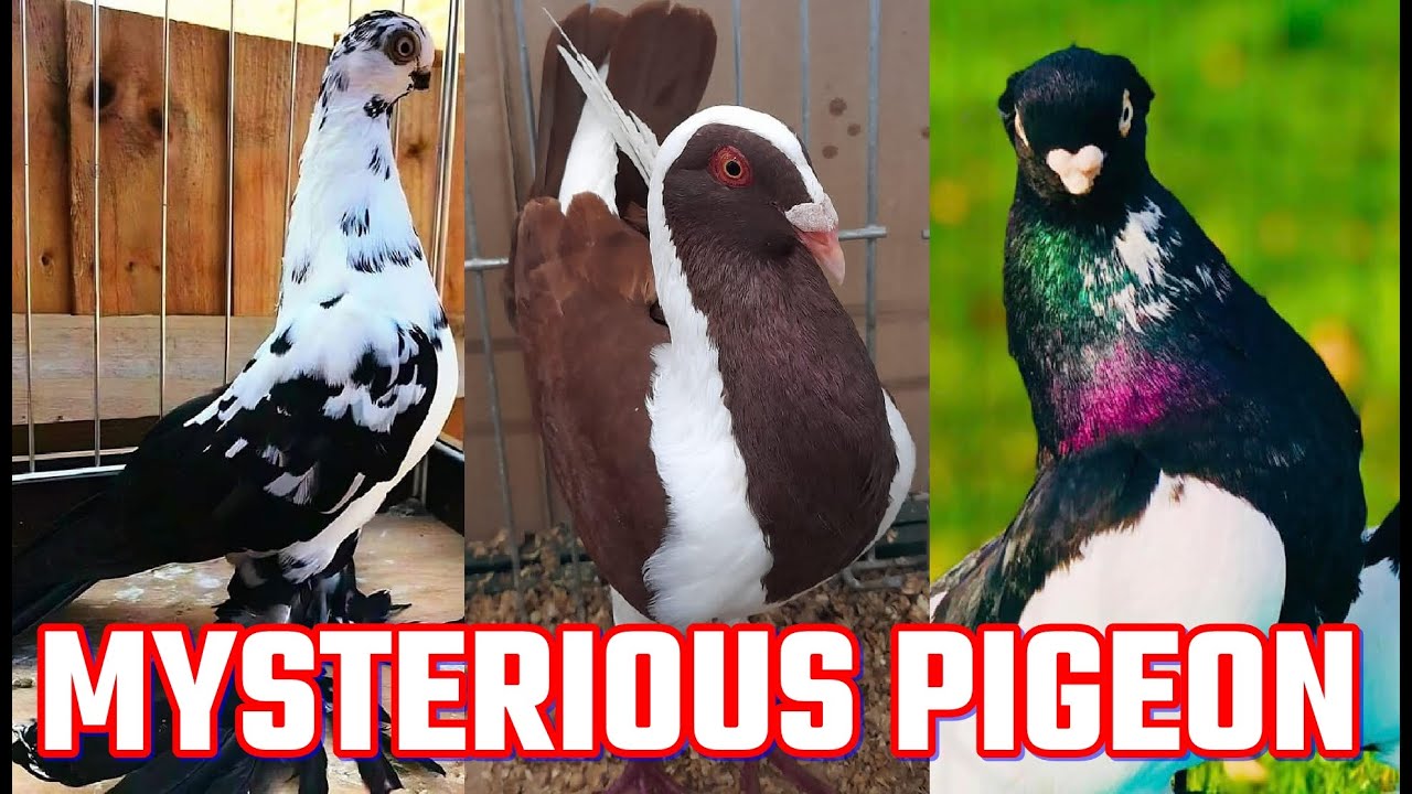 FANCY PIGEON VIDEO || EXCLUSIVE FANCY PIGEON VIDEO || BEST FANCY PIGEON ...