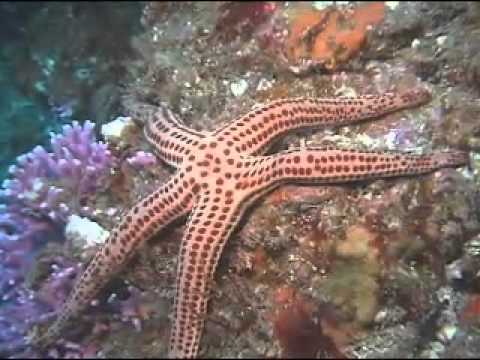 M&M Echinoderms Starfish and Brittlestars of SoCal episode ver 1 1 for ...