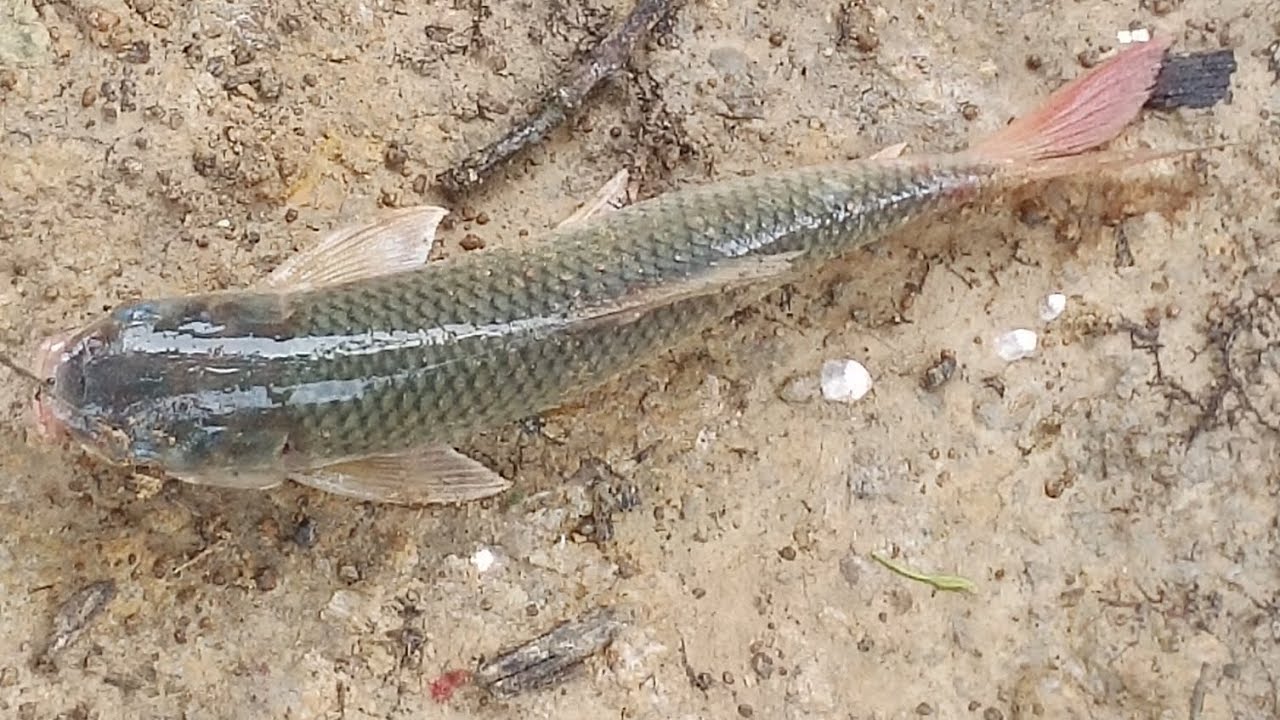 biggest rohu fish catching fish video🎣🎣💯💯🐠 - YouTube