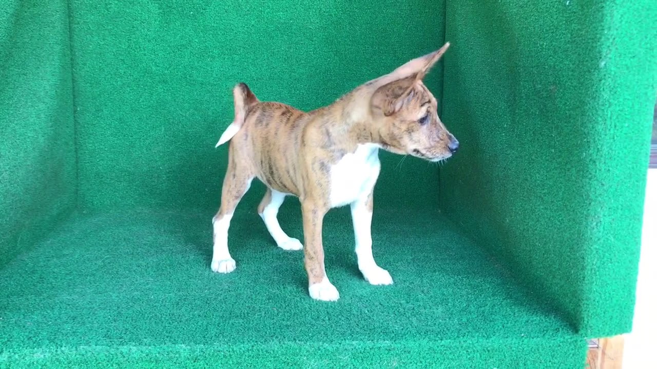 Brindle and White Female Basenji - YouTube