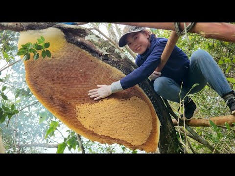 FULL VIDEO: 45 Days Harvest Wild Honey Beehive To Goes To The Market To ...