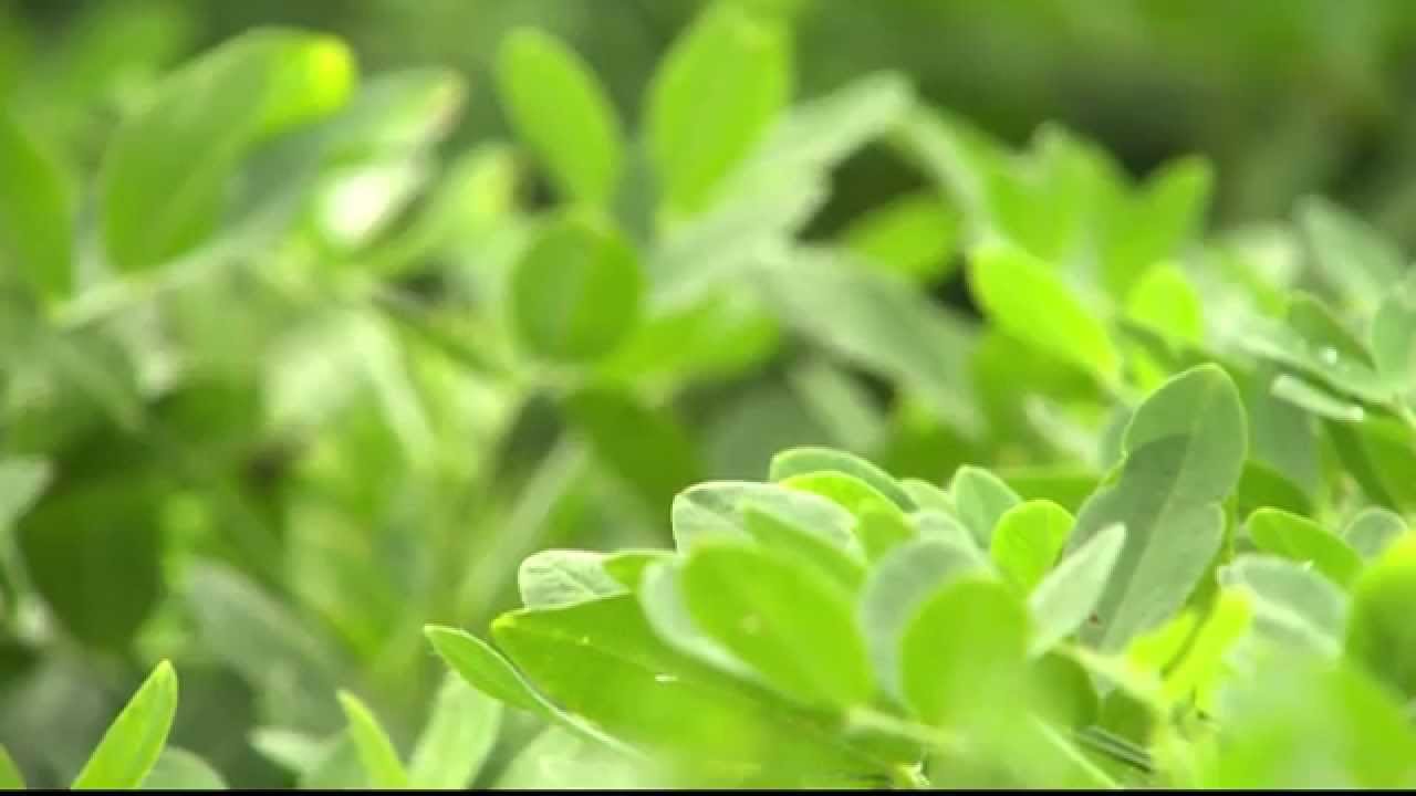 Researchers Discuss Elatus™ Fungicide in Peanuts - YouTube