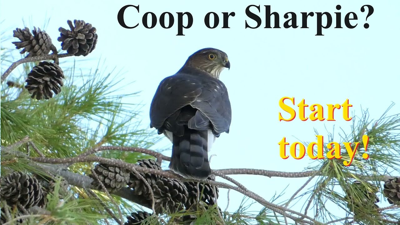 Identify Birds: Cooper's Hawk vs Sharp-shinned Hawk (3 Simple Tips for perched birds) - YouTube