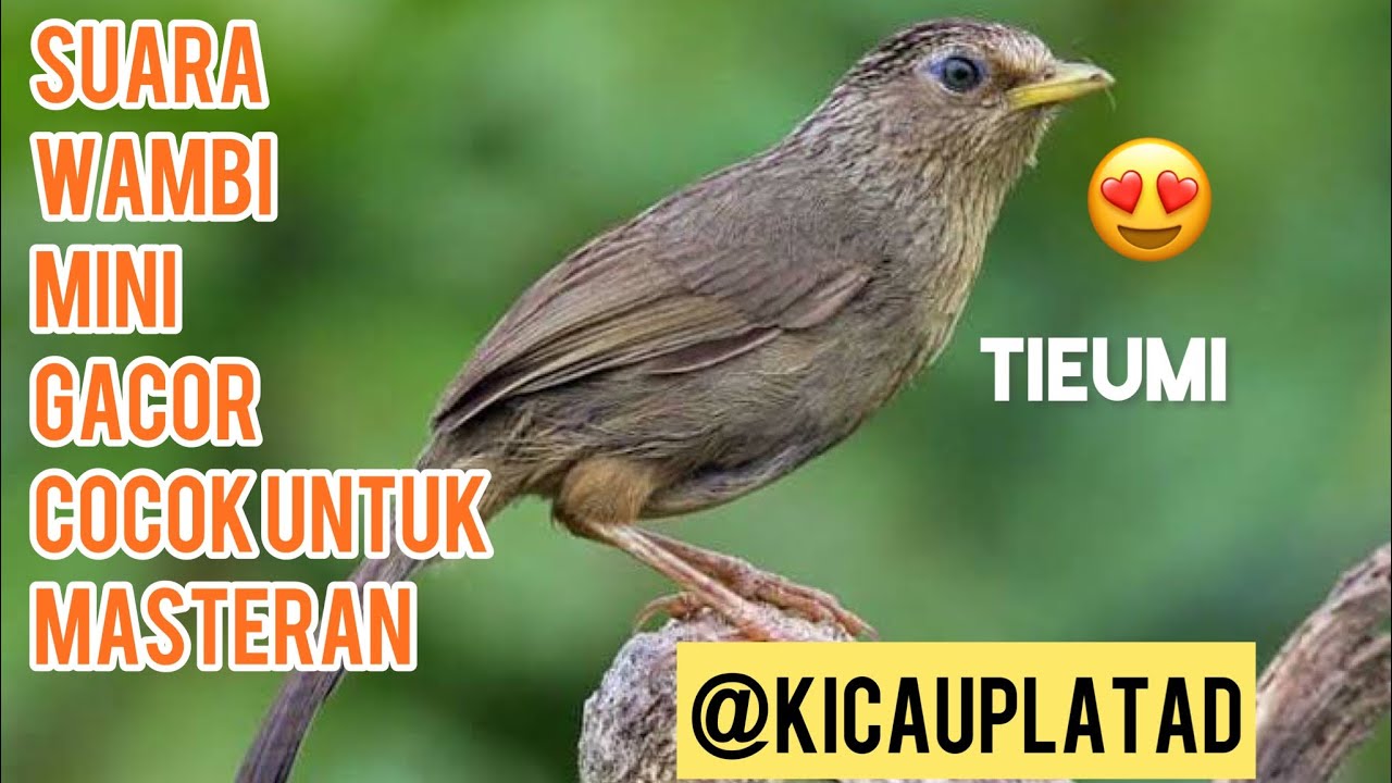 Tieumi || Wambi mini || hwamei mini || suara masteran hwamei ...