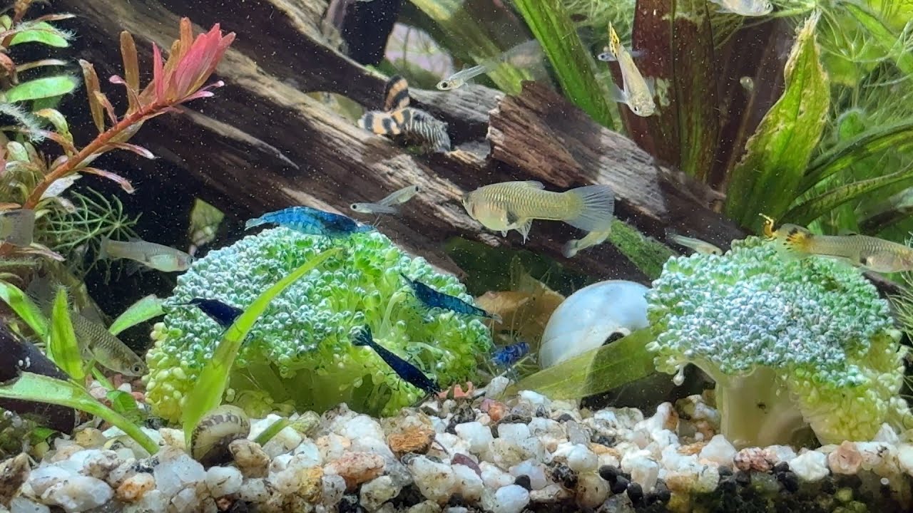 The shrimp have successfully taken control during the Battle on ...