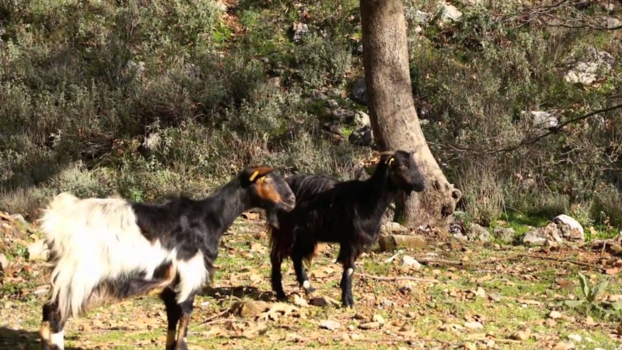 goats on the island of Crete - YouTube