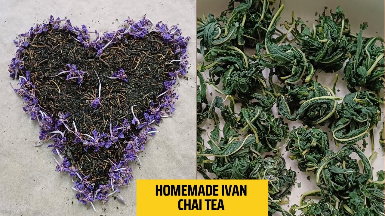 Homemade Ivan Chai Tea: How to Use Rosebay Willowherb - YouTube