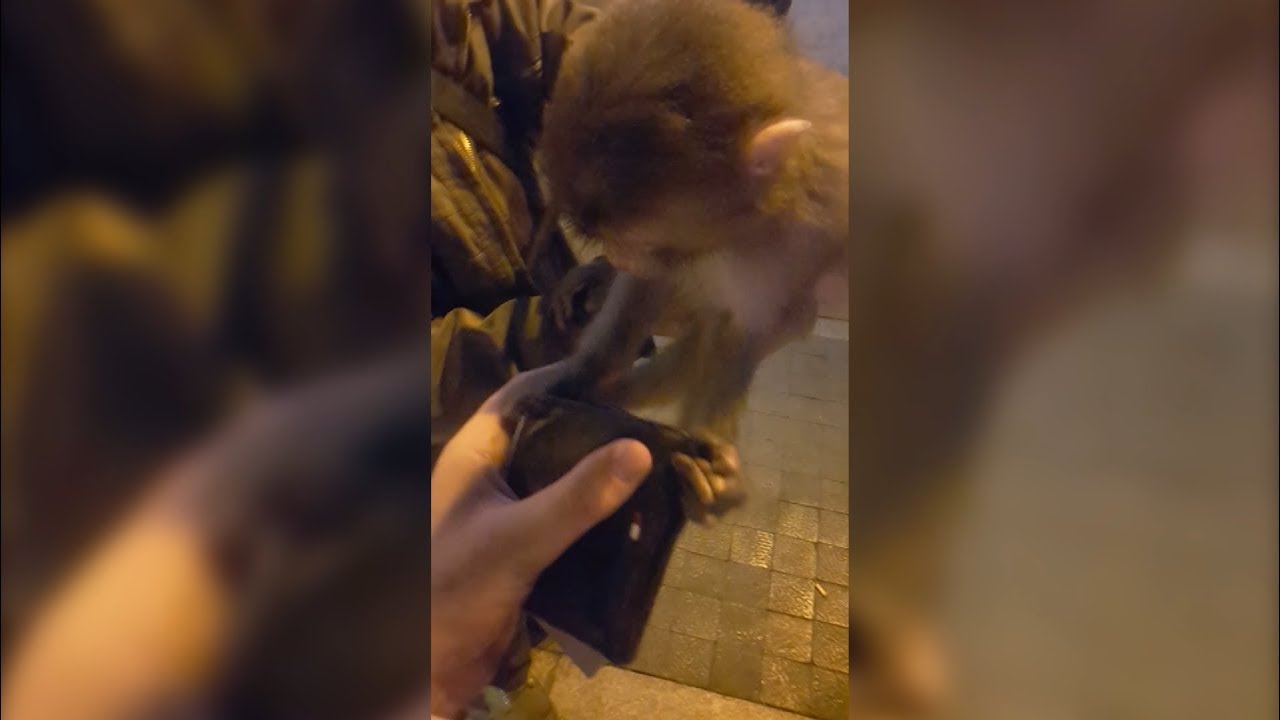 Monkey tries to steal a wallet from a tourist - YouTube