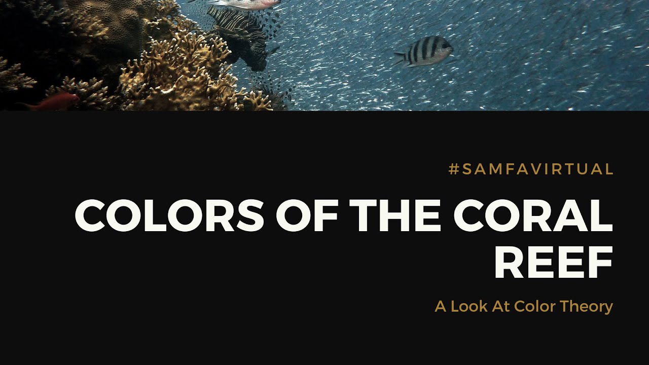 Colors of the Coral Reef - YouTube