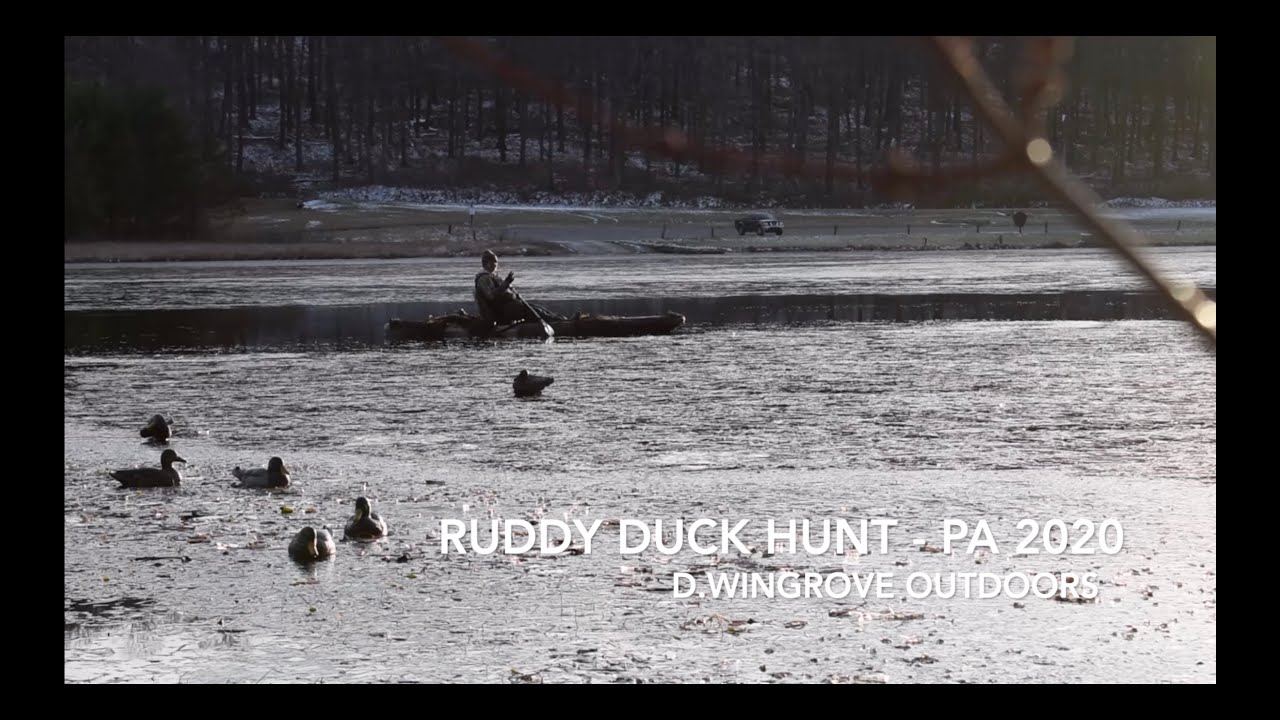 RUDDY DUCK HUNT! - PA 2020 - YouTube