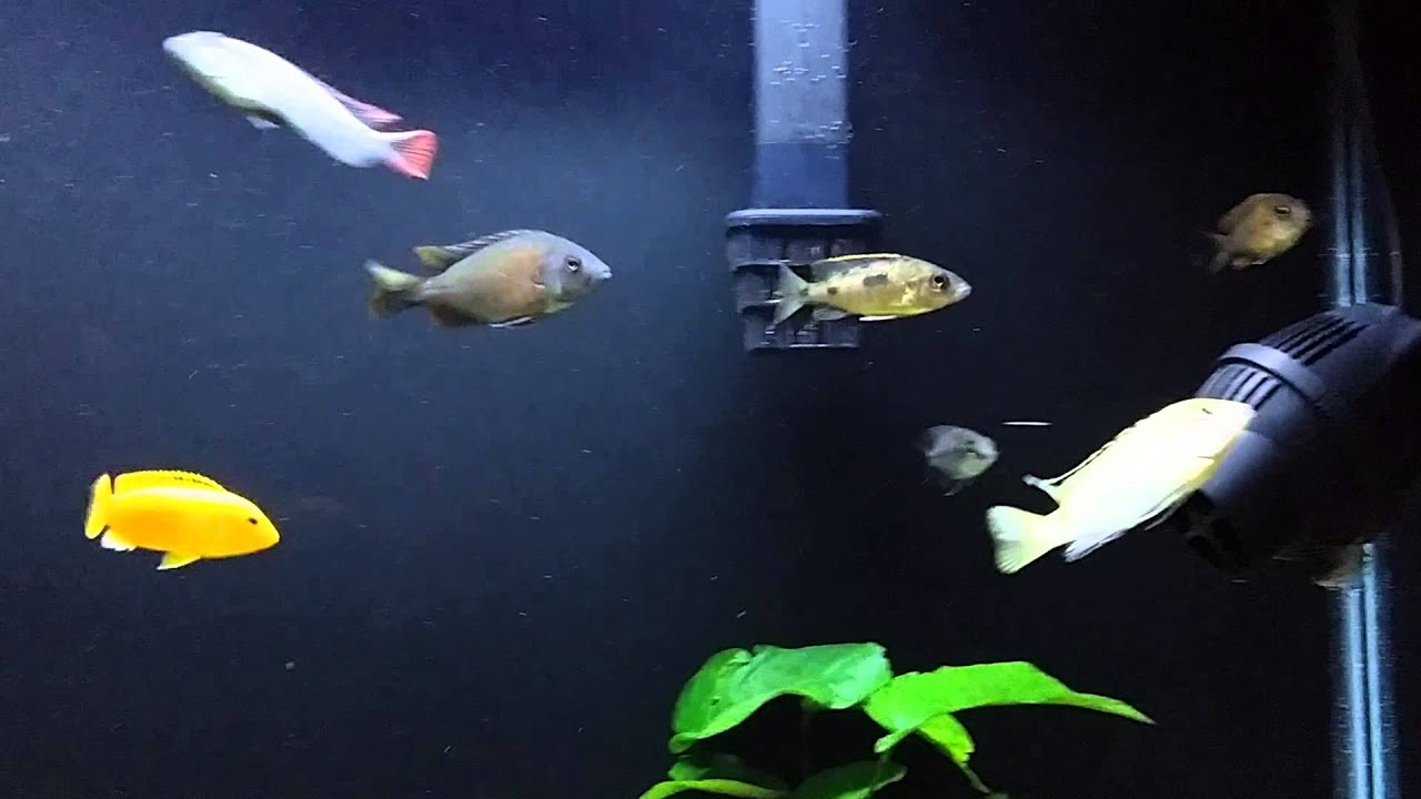 Customizing my emperor 400 biowheel intake. - YouTube