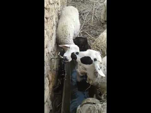Sheep Drinking a Water from Tap.