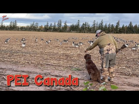 Goose Hunting | Duck Hunting | PEI | Canada Duck Hunting | Canada goose ...