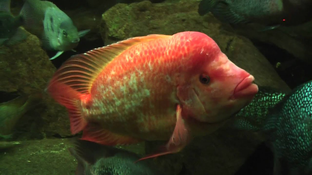 Amphilophus labiatus - YouTube