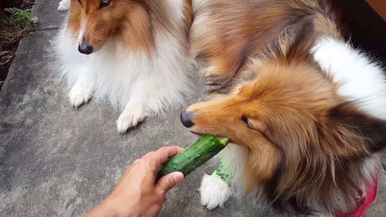 Shelties eating cucumbers - YouTube