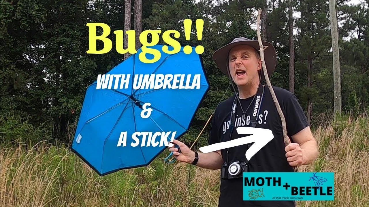 Insect Collecting- With An Umbrella and a Stick - YouTube