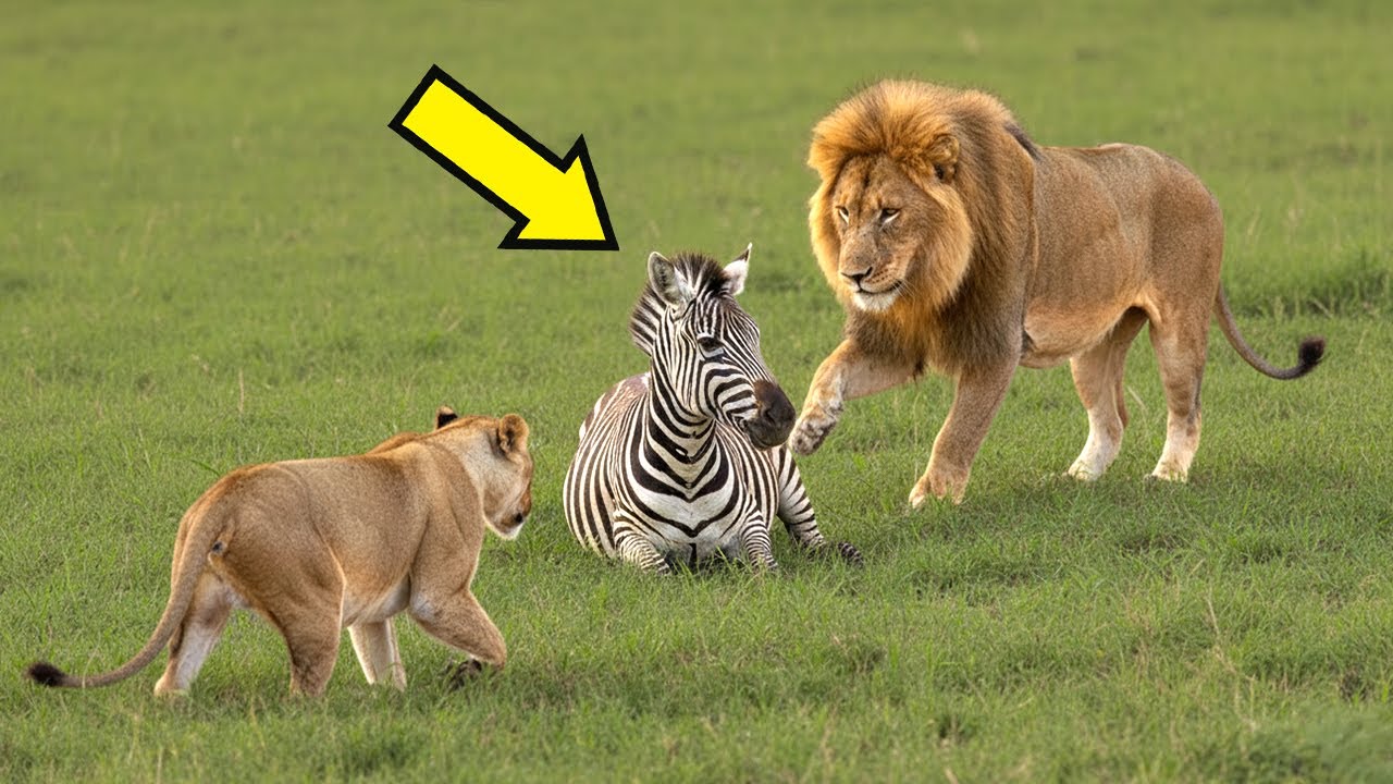 Old Zebra Gives Herself Up to Lions, What Happened Next No One Expected ...