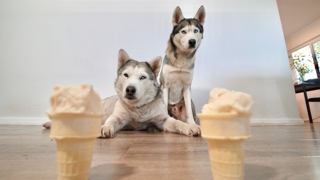 Dog Ice Cream Eating Contest With My Huskies! - YouTube