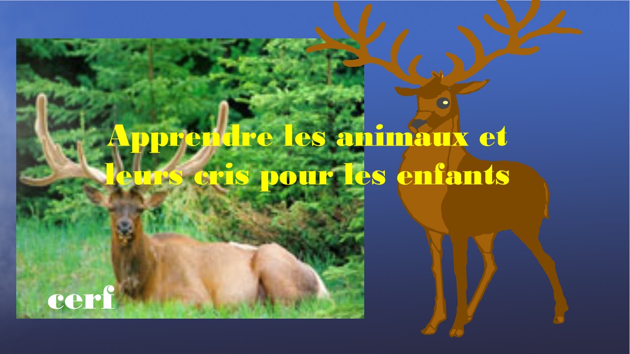 J'apprends les animaux pour de vrai et avec leurs cris - YouTube