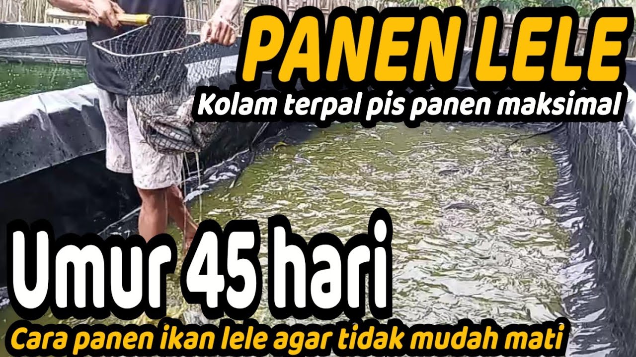 CARA PANEN LELE DI KOLAM TERPAL UMUR 45 HARI II Budidaya lele di kolam ...
