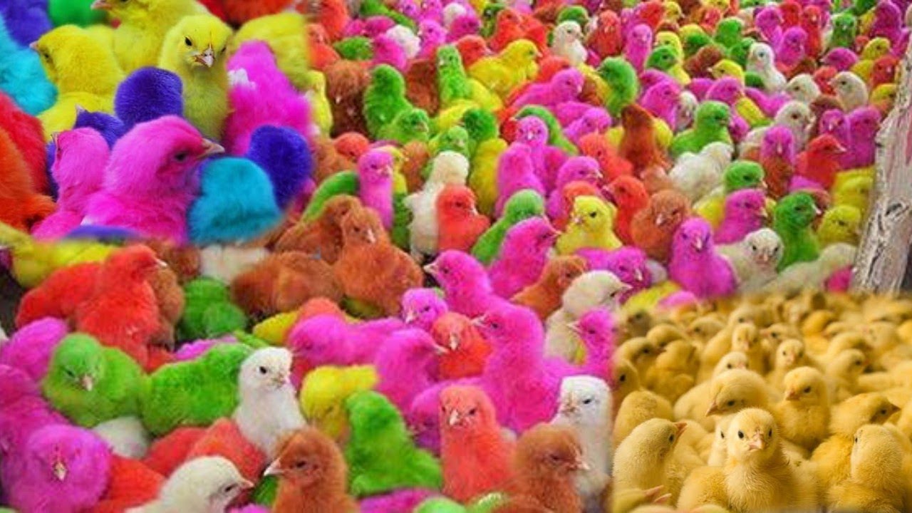 100 Many Coloured Chicken Baby🐤🐥Coloured Chicks, Baby Chicken - YouTube