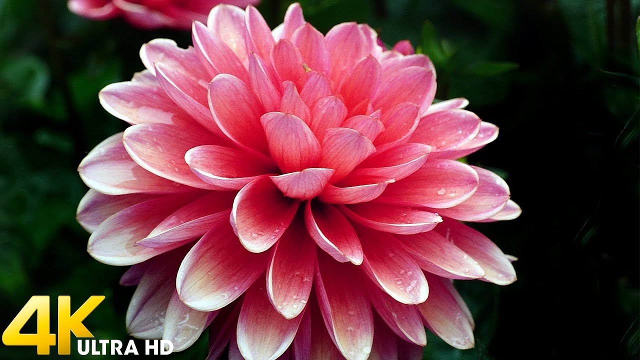 Dahlia 4K - Flower Relaxation Films with Soothing Piano Music for ...
