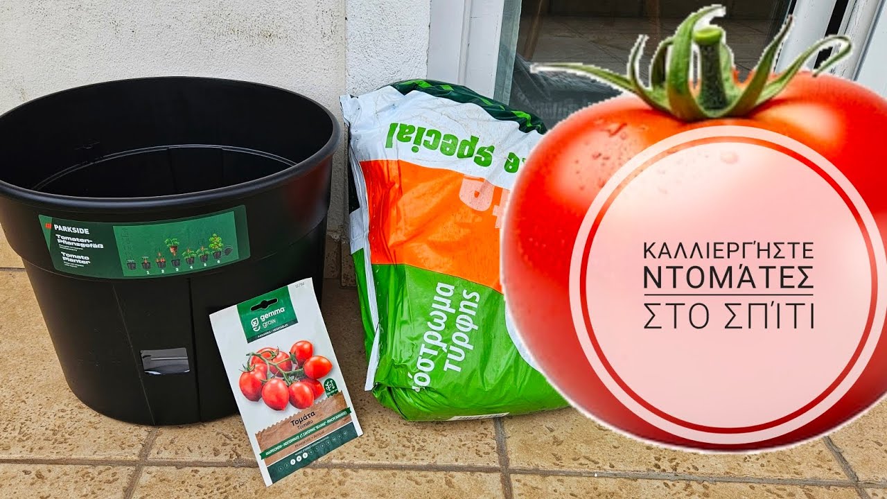 Πώς να καλλιεργήσουμε ντοματίνια στο σπίτι μας. Day 1 - YouTube