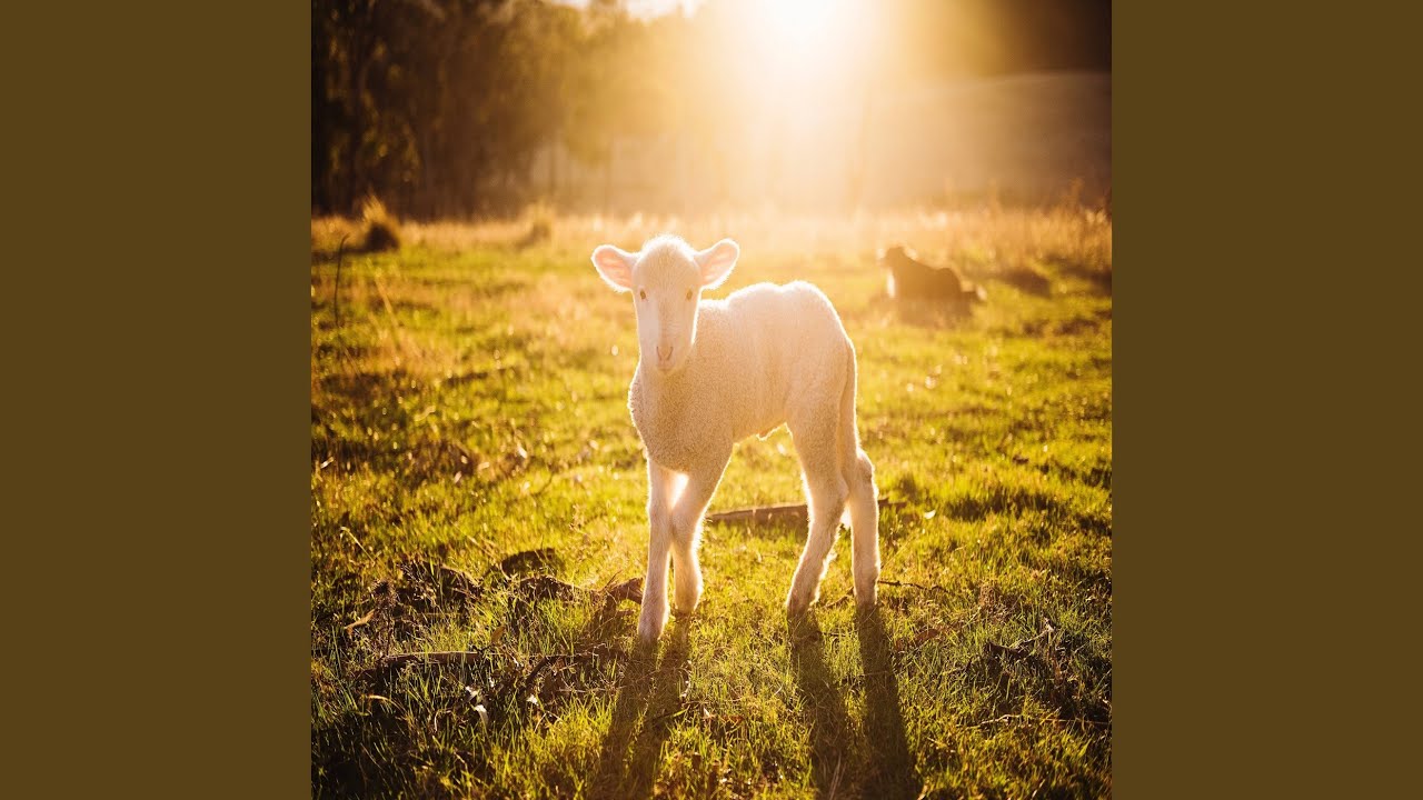 Cry of the Lamb - YouTube