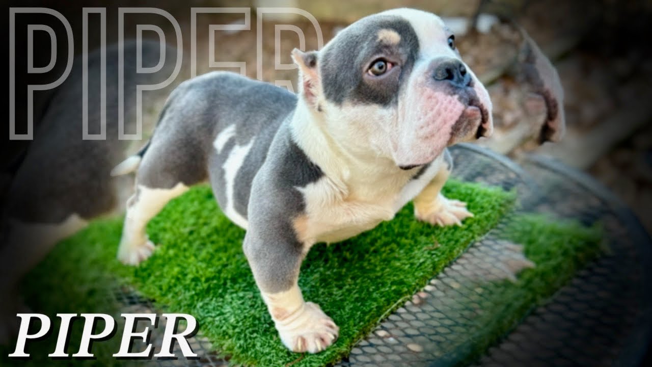 Piper The Nano Bully - YouTube