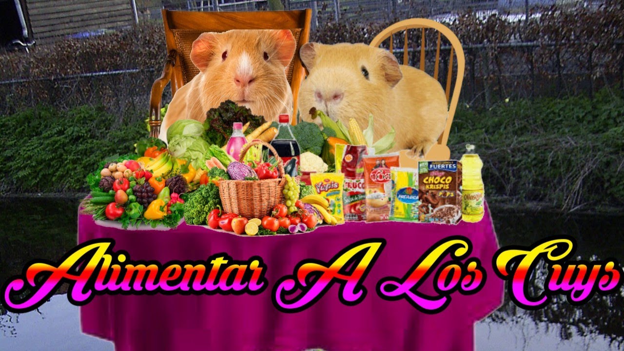 COMO ALIMENTAR A LOS CUYES | COMO DAR DE COMER A LOS CUYS | HACER HACER ...