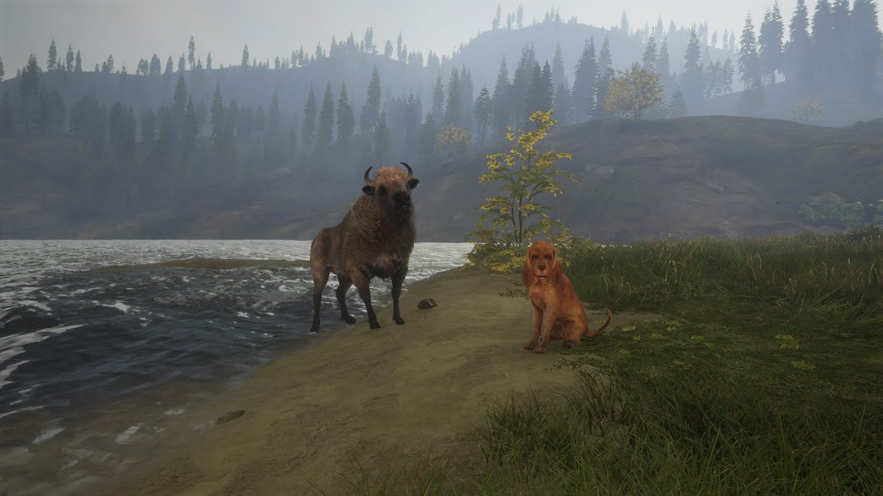 Free hunting in Hirschfelden ʃ͠ʘɷʘ͠ƪ Sick European Bison 💎E.16 # ...