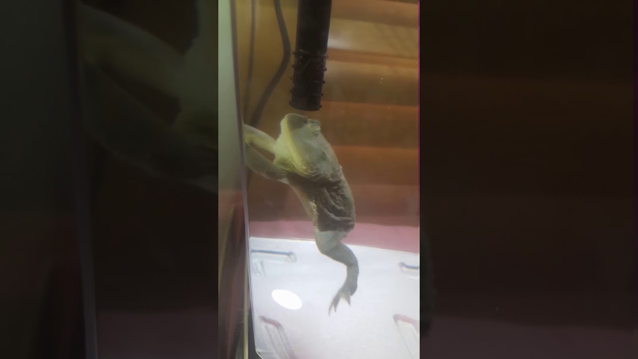 Budgett's Frog bites and Attacks. - YouTube