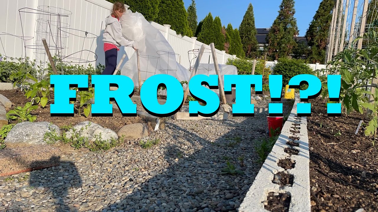 Unexpected Frost! Covering the Garden - YouTube