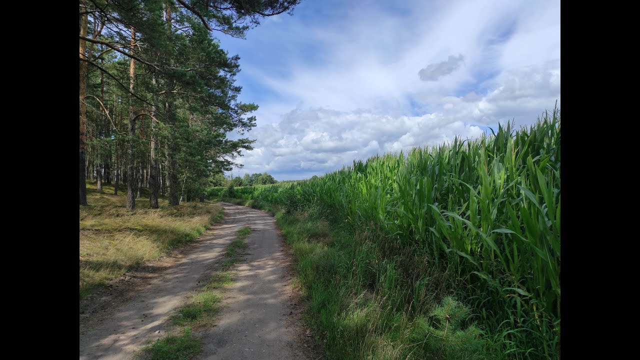 BORY TUCHOLSKIE - KOCIEWIE, PIESZA WYCIECZKA NAD JEZIORA - TRZEBIECHOWO ...