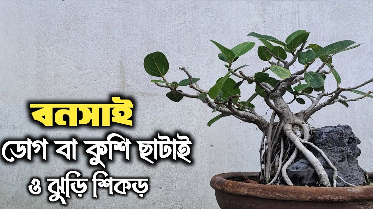 Pruning new shoots of bonsai trees - YouTube