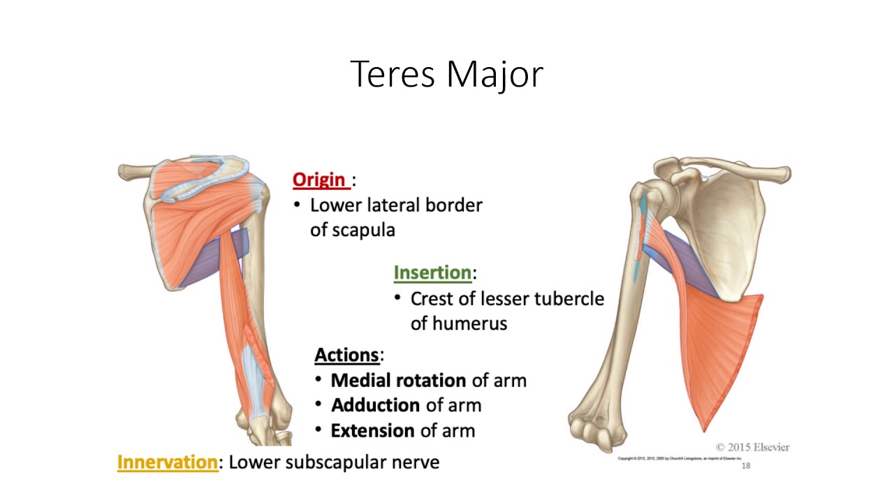 Scapular and Deltoid Regions - YouTube