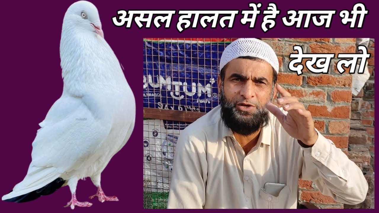 India Ki Top Nasl Sambhal Wale Kabootar ! King Size Laldume ! Safed ...