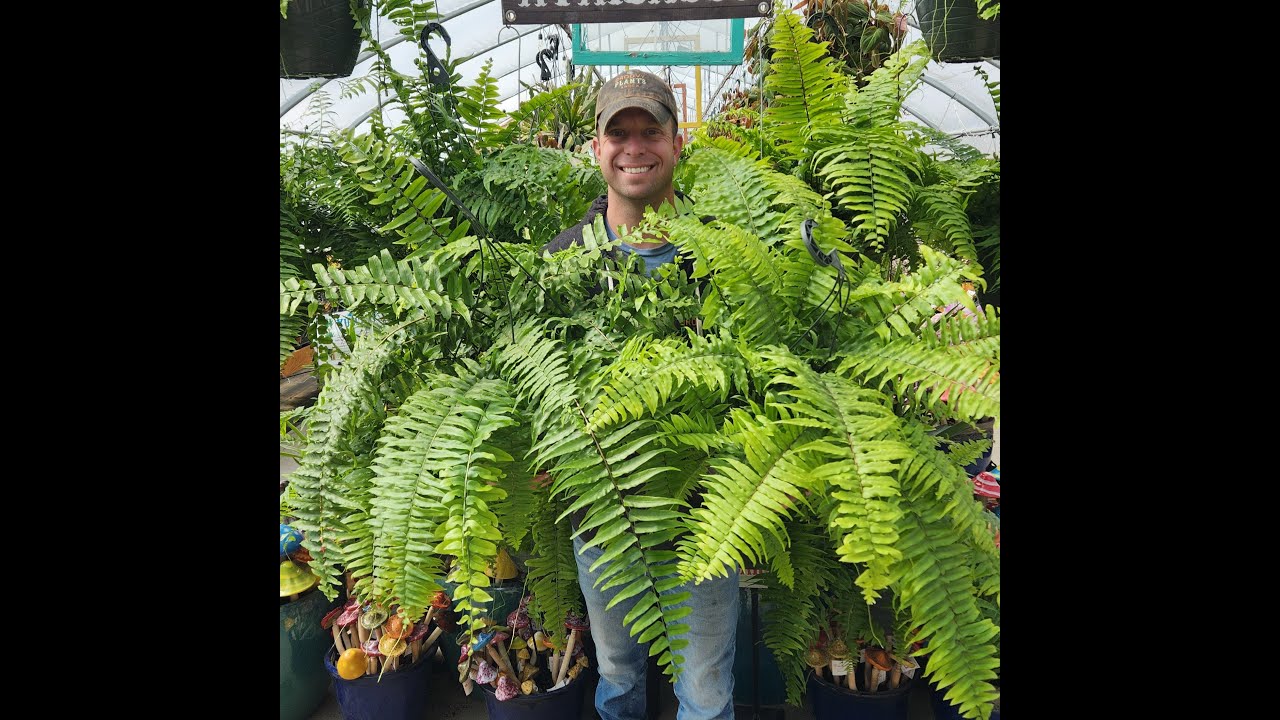 MACHO, MACHO FERN! BETTER THEN BOSTON! - YouTube