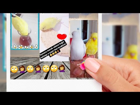 KUŞLARIM İLE TANIŞMAK İSTERMİSİNİZ? LİMON 🐤&PAMUK🐓 #litino#albino#vlog#mubabbetkuşu#hayvansevgisi