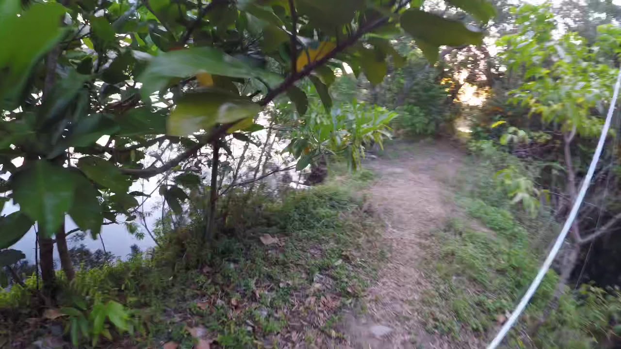 Rat Barra fishing at wallaby creek - YouTube