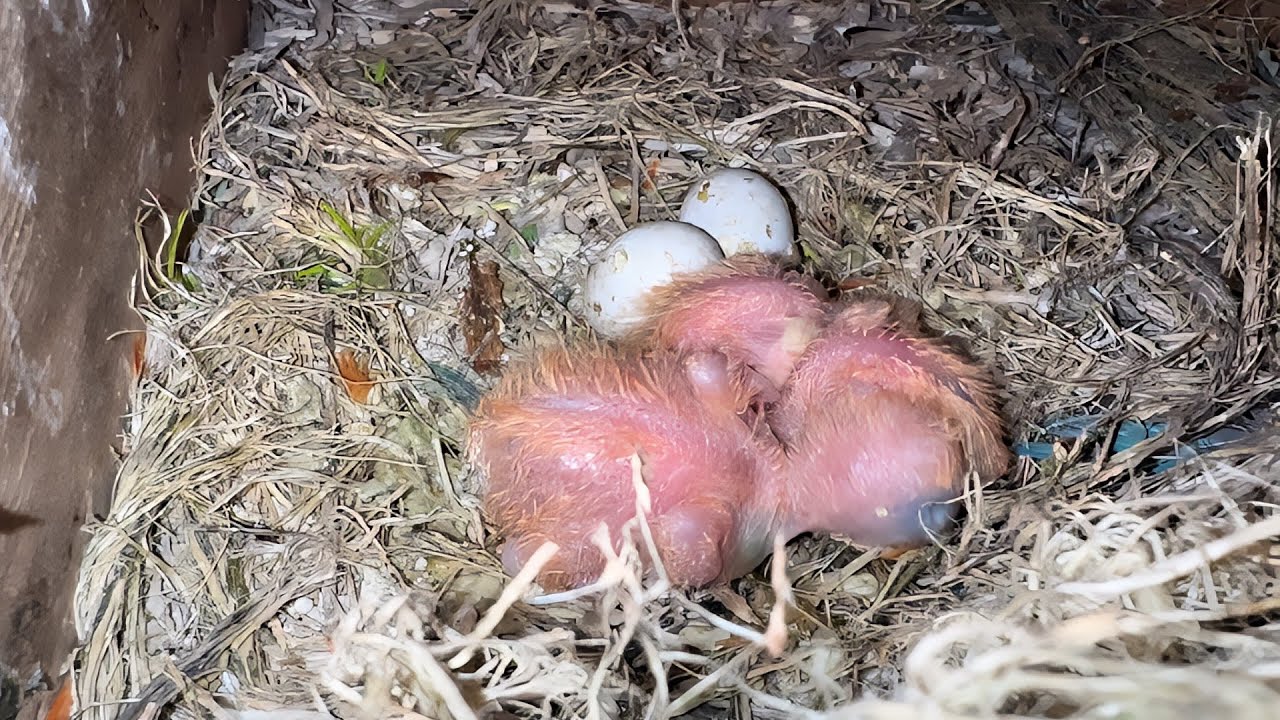 OPALINE ALBS last pair nagka-SISIW ulit 🦜🦜 - YouTube