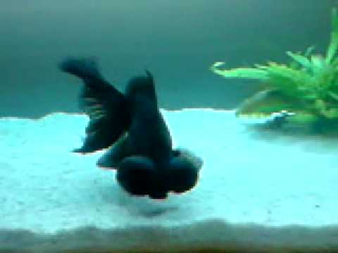 Moje welonki :) - YouTube