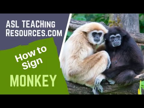 How To Teach Monkeys Sign Language