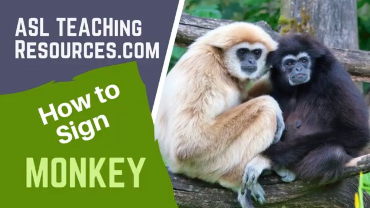 Learn How to Sign the Word Monkey - YouTube