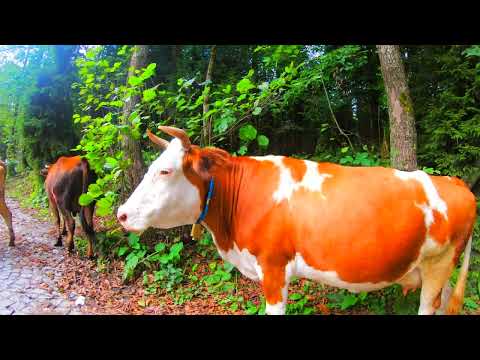 Marsis - Hopa Hemşin