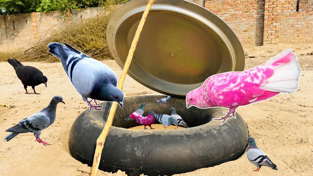 Birds Catching Trap Using Tube With Poot | Pigeons Trap Making ...